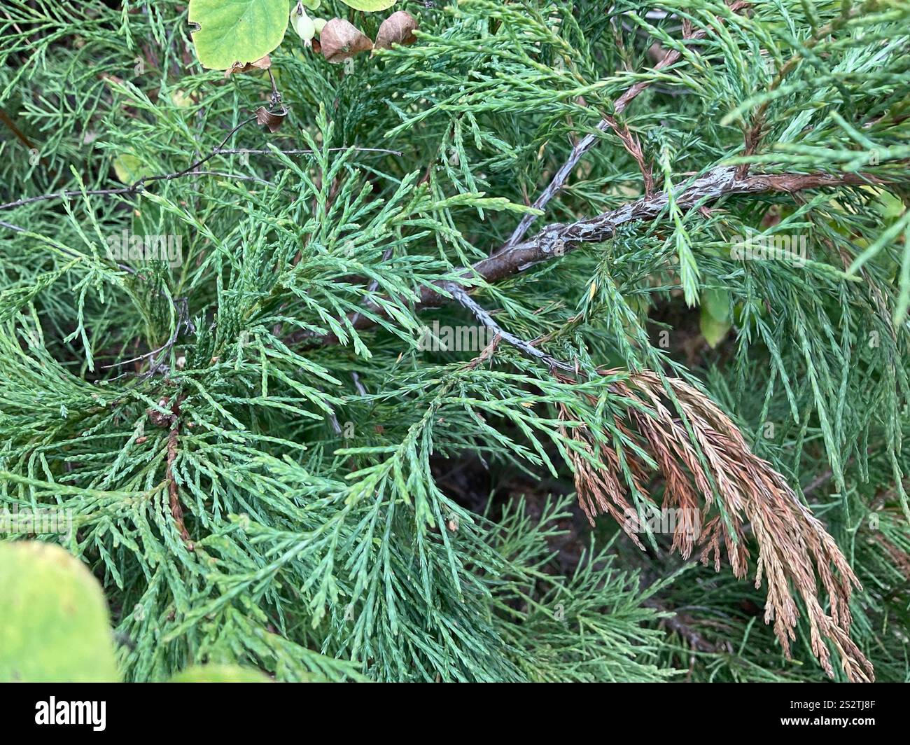 Rocky Mountain Juniper (Juniperus scopulorum Stock Photo - Alamy