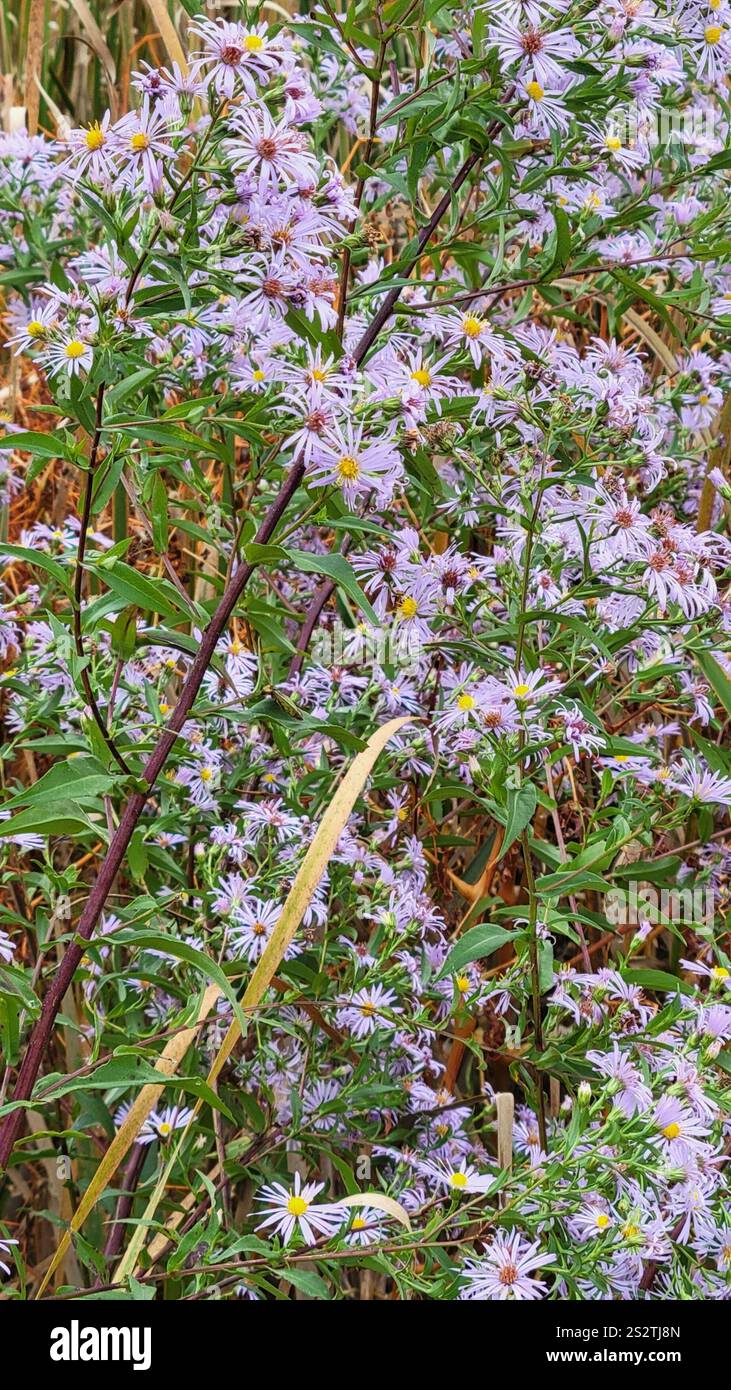 swamp aster (Symphyotrichum puniceum Stock Photo - Alamy