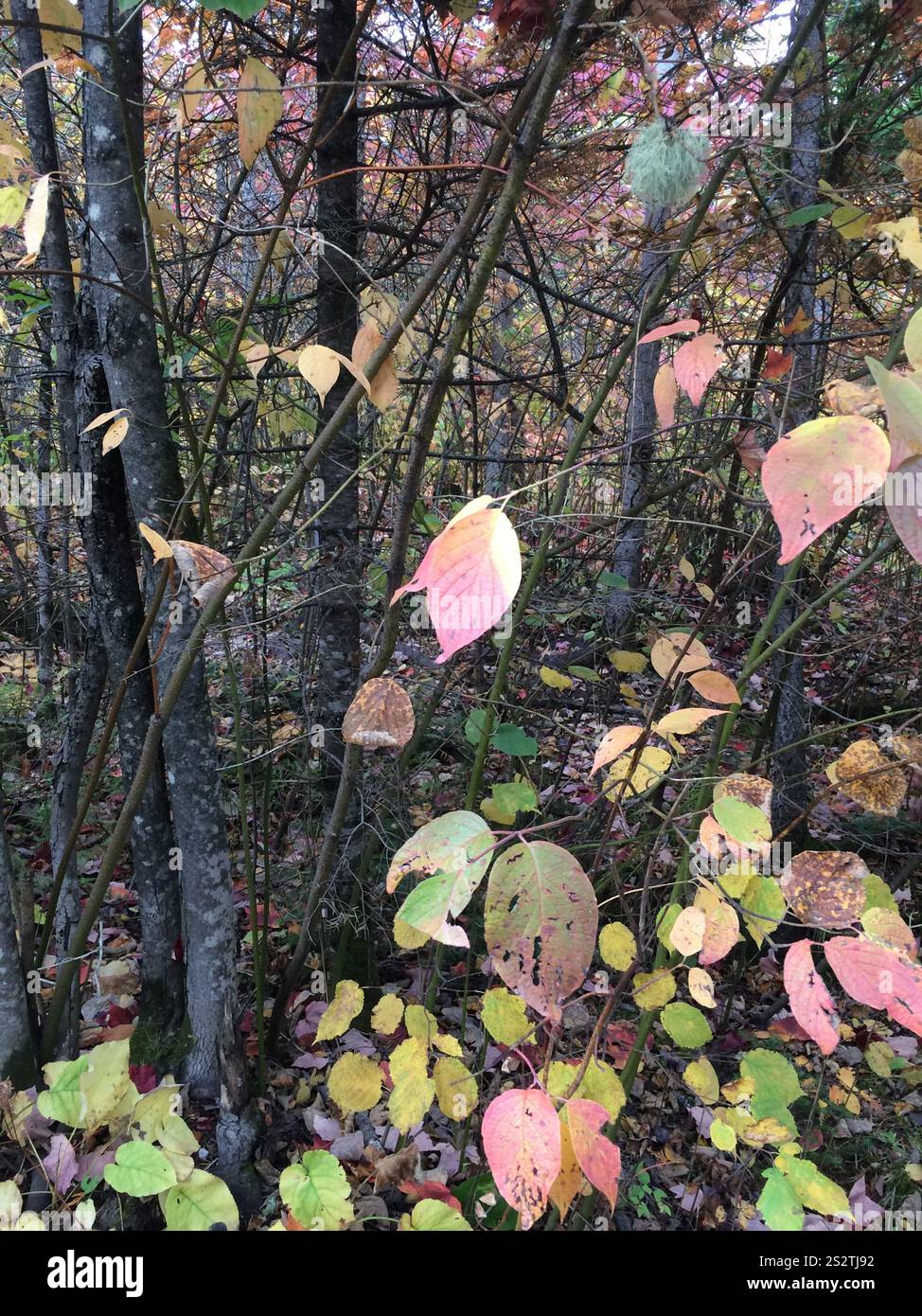 Round-leaved Dogwood (Cornus rugosa Stock Photo - Alamy