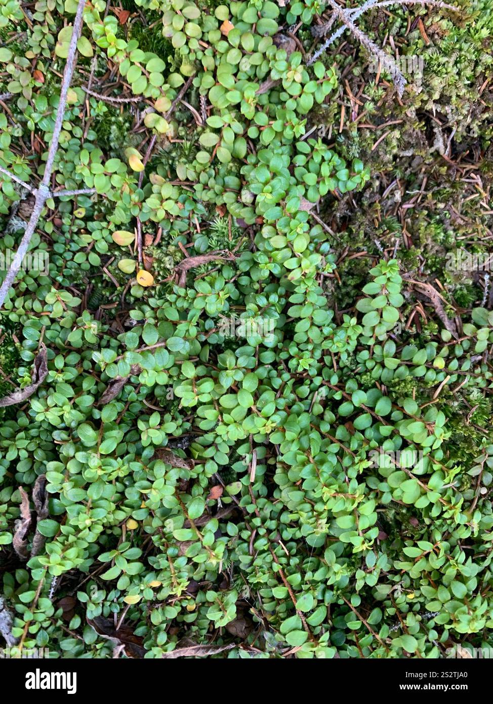 creeping snowberry (Gaultheria hispidula Stock Photo - Alamy