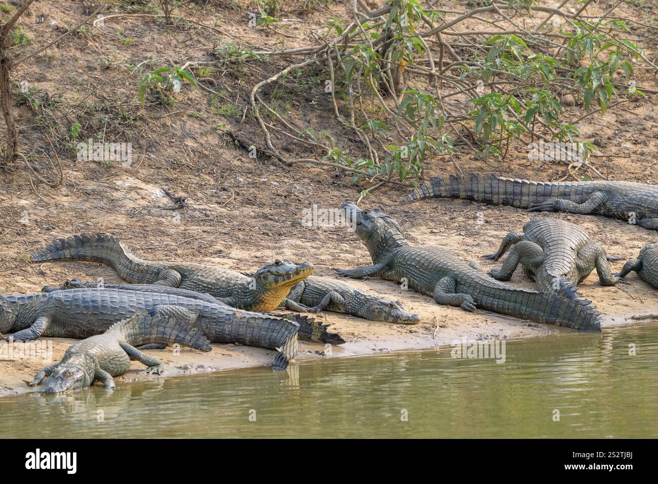 Spectacled caiman (Caiman crocodilus yacara), Crocodile (Alligatoridae ...