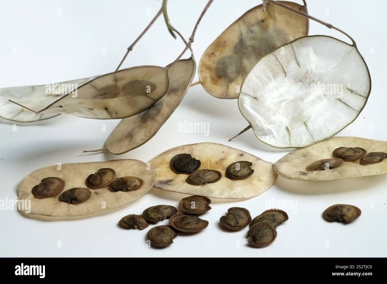 Closed and open seed pods of the moon violet with lentil-shaped brown ...