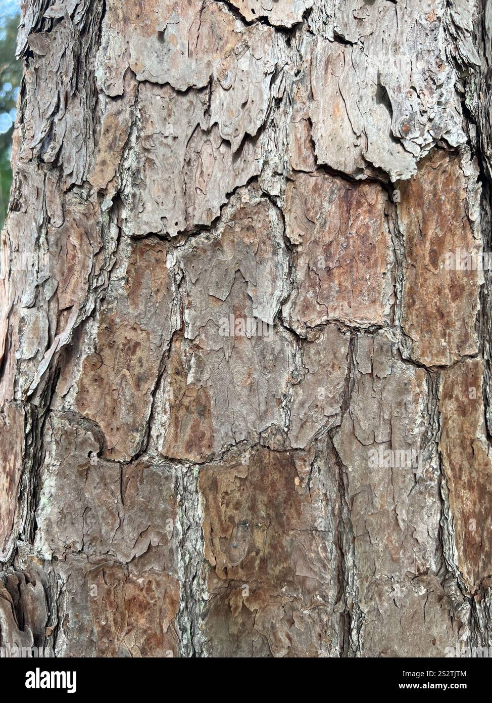 shortleaf pine (Pinus echinata Stock Photo - Alamy