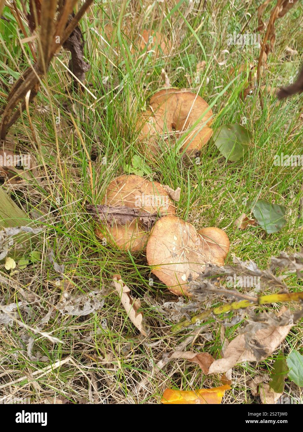 Brown Roll-Rim (Paxillus involutus Stock Photo - Alamy