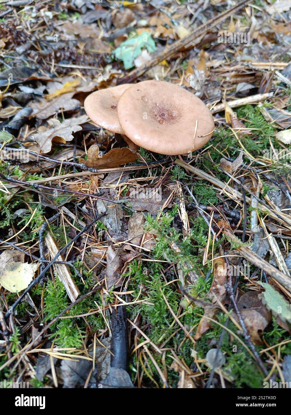 Lactarius rufus rufous milkcap hi-res stock photography and images - Alamy