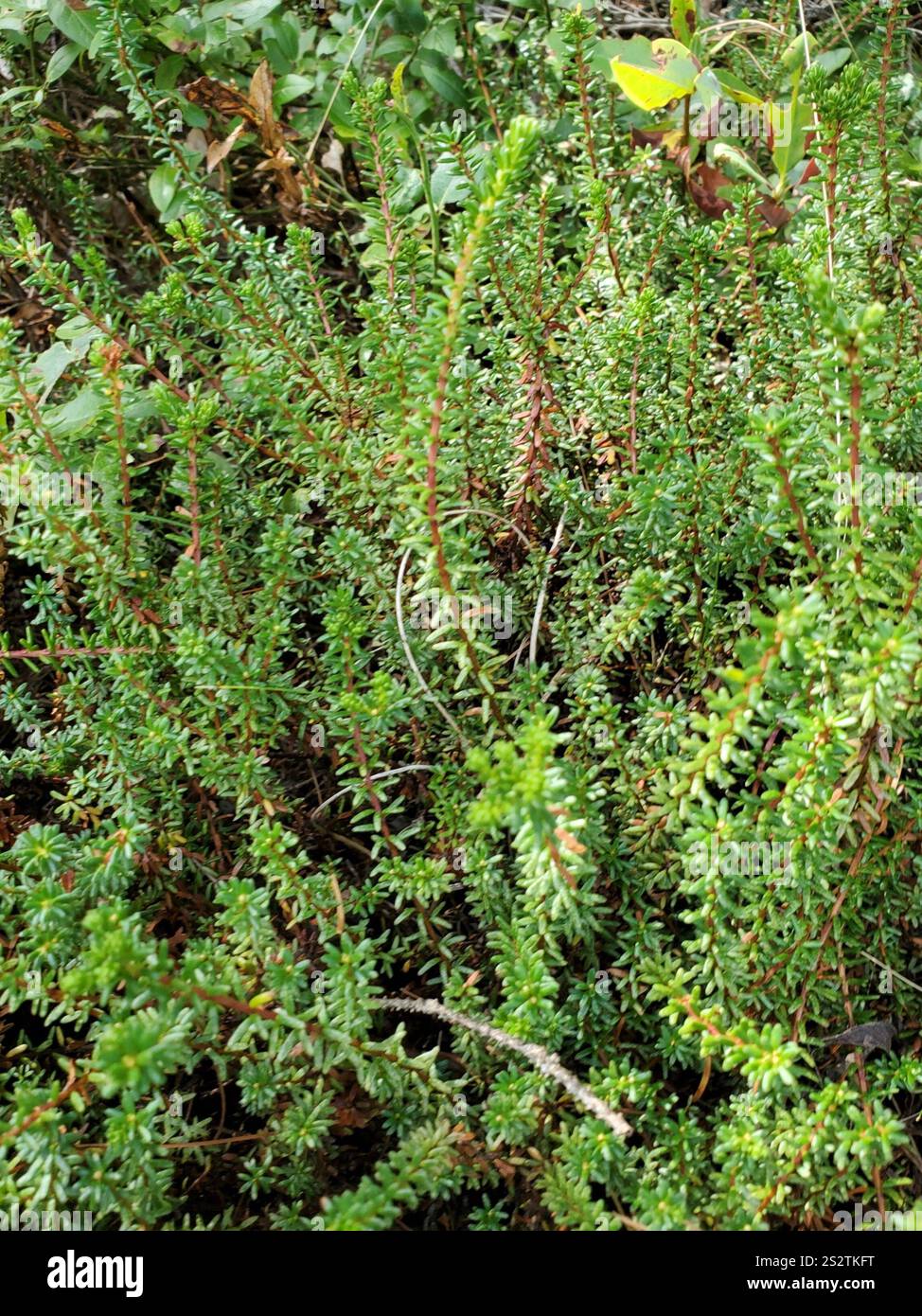 black crowberry (Empetrum nigrum Stock Photo - Alamy