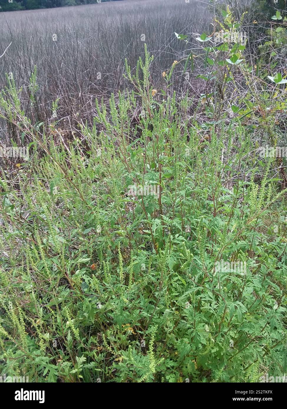 common ragweed (Ambrosia artemisiifolia Stock Photo - Alamy