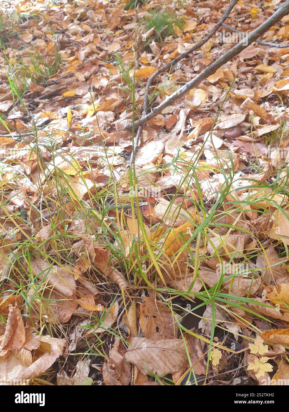 blunt broom sedge (Carex tribuloides Stock Photo - Alamy