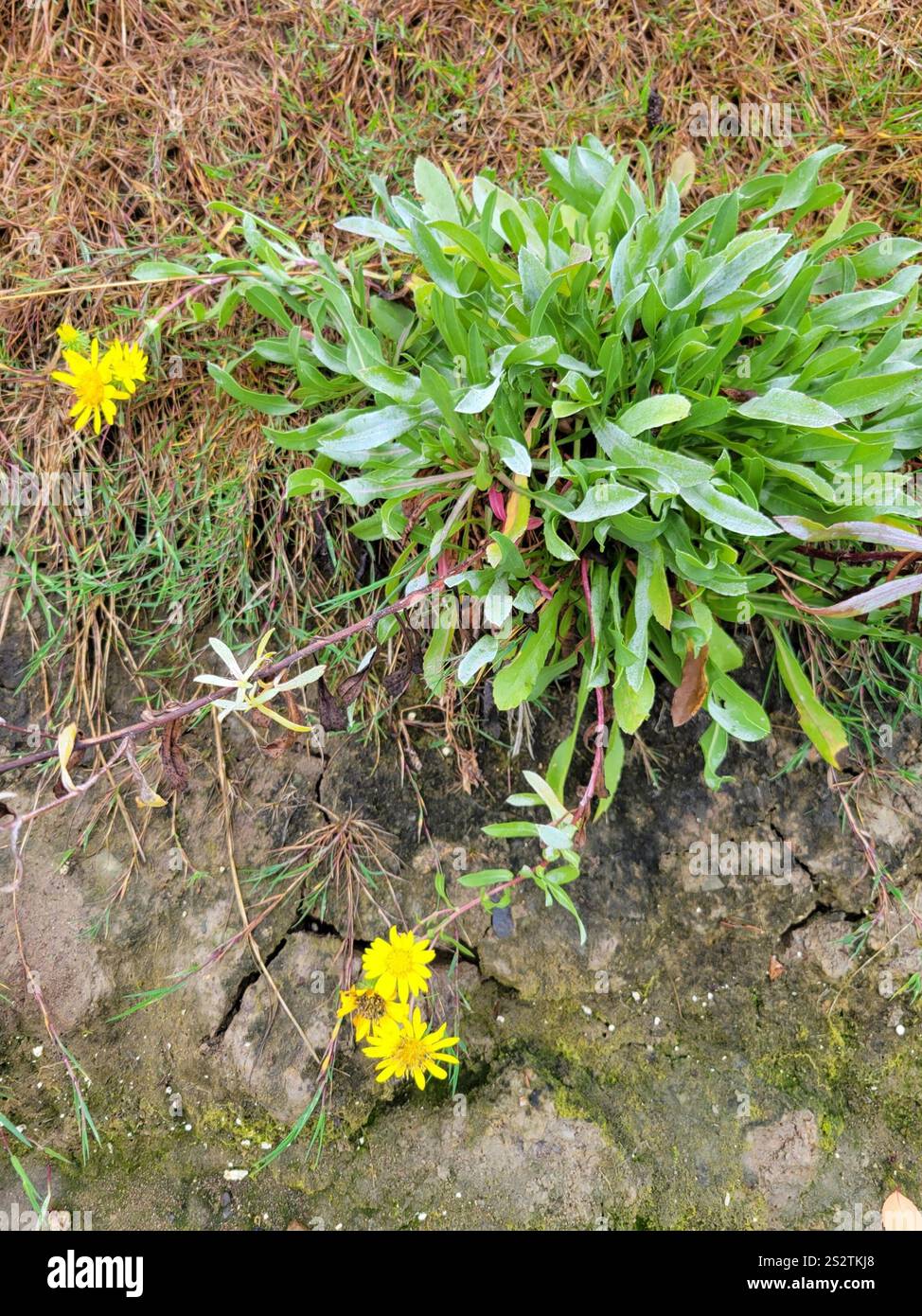 Oregon Gumplant (Grindelia stricta Stock Photo - Alamy
