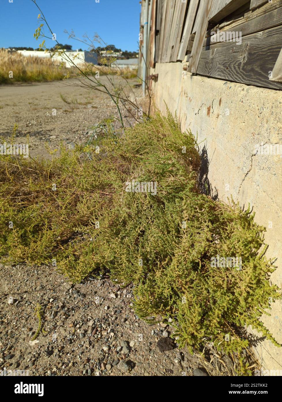 cutleaf goosefoot (Dysphania multifida Stock Photo - Alamy