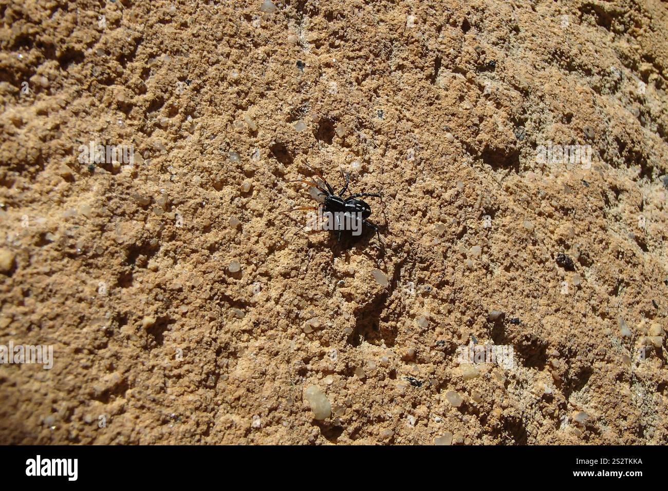 Spotted Ground Swift Spider (Nyssus coloripes Stock Photo - Alamy