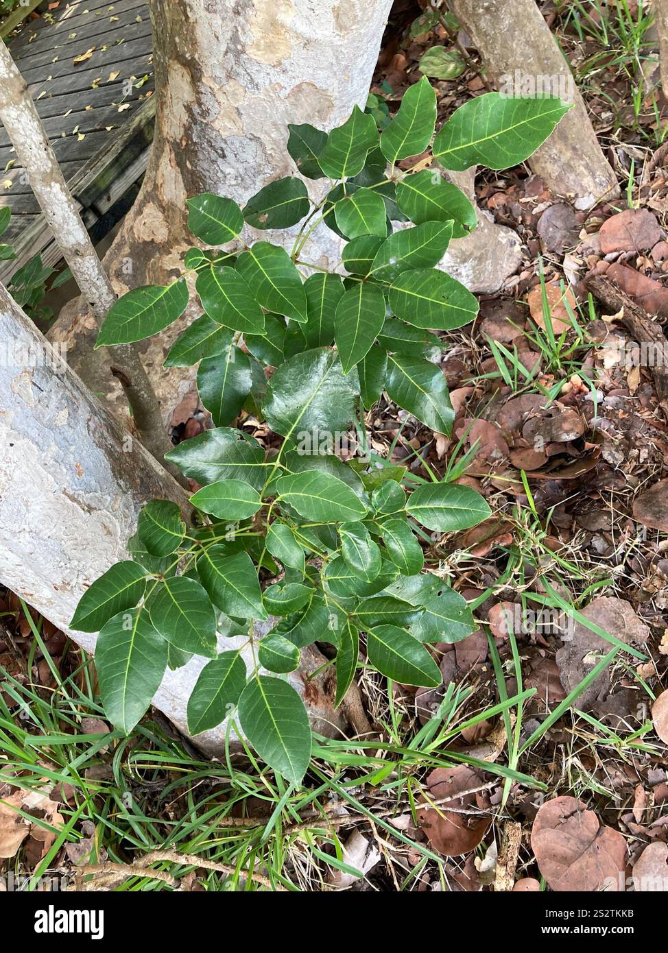 Poisonwood (Metopium toxiferum Stock Photo - Alamy