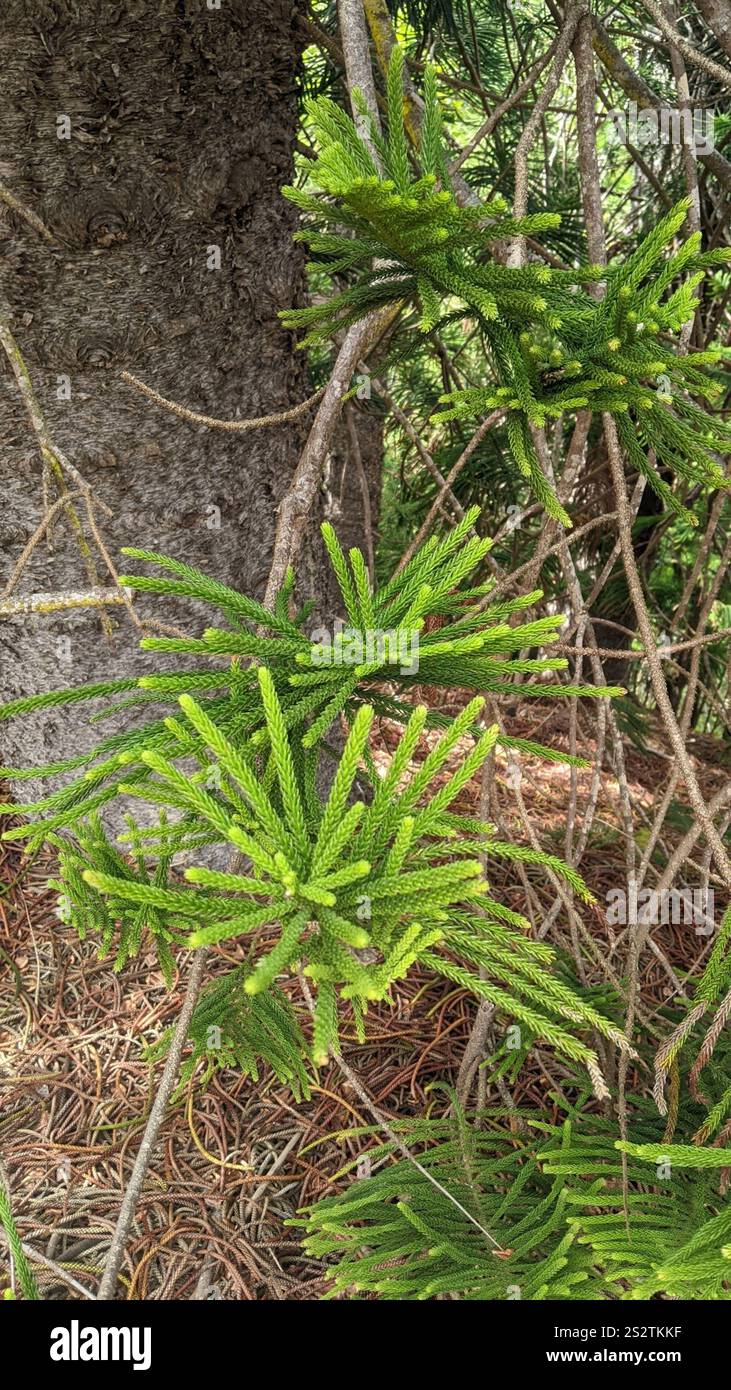 Cook pine (Araucaria columnaris Stock Photo - Alamy