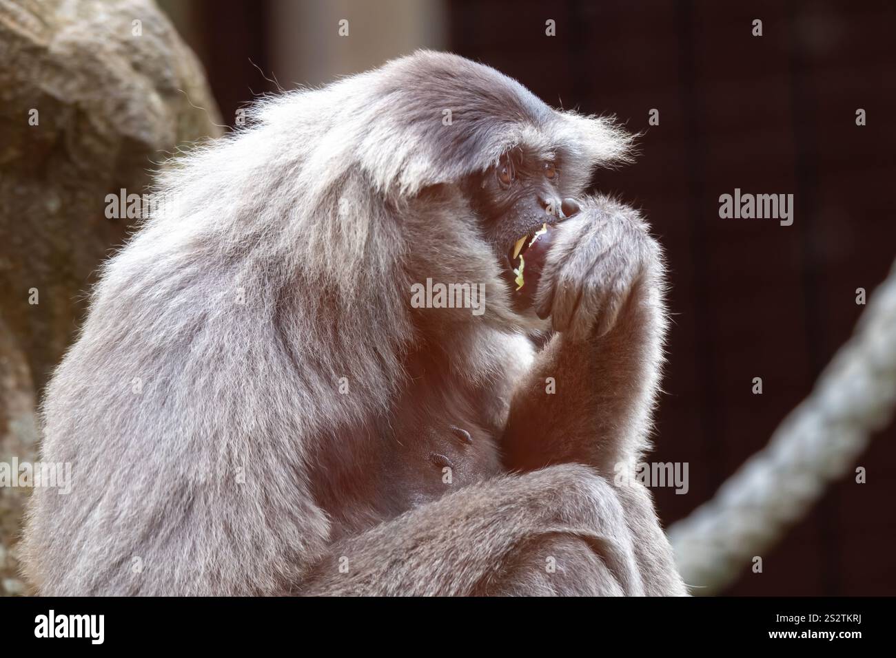 The Silvery Gibbons are on the endangered list and are only found in ...