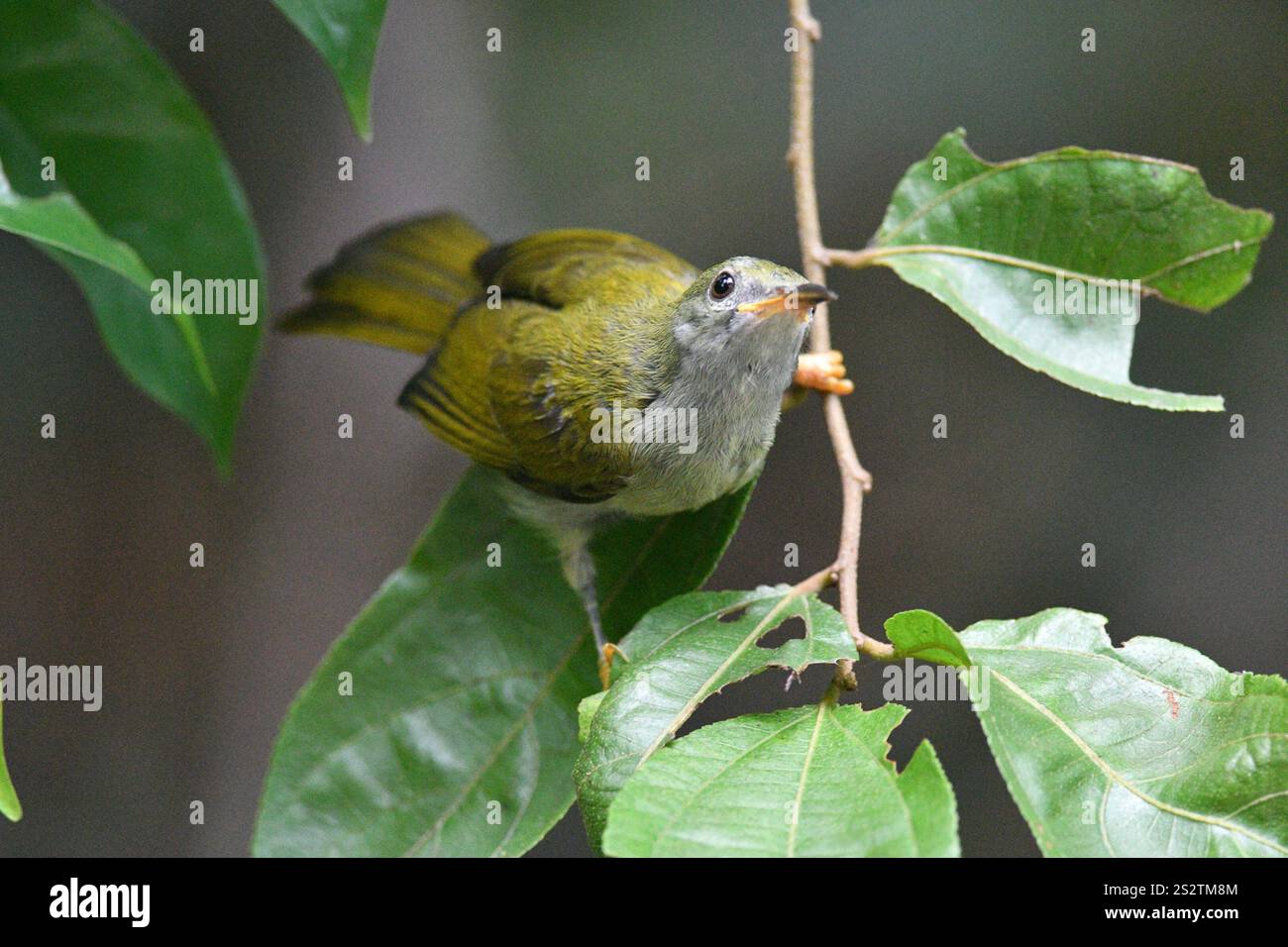 Plain Sunbird (Anthreptes simplex Stock Photo - Alamy