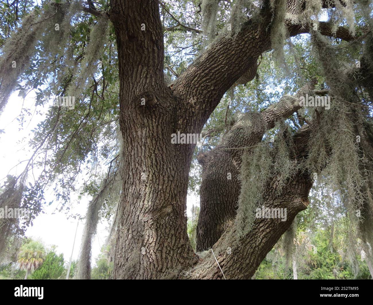 southern live oak (Quercus virginiana Stock Photo - Alamy
