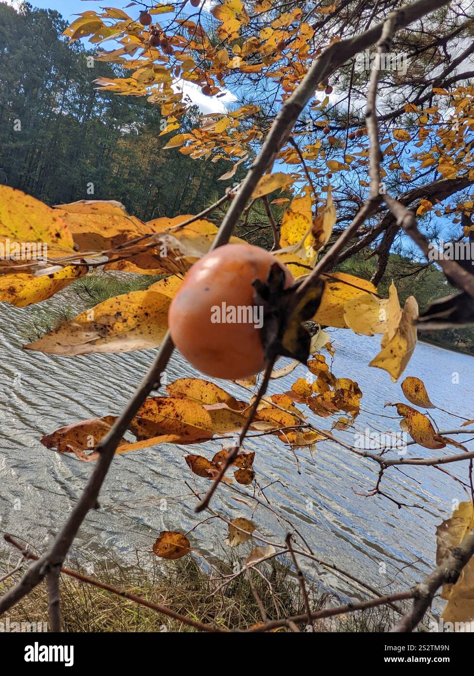 American persimmon (Diospyros virginiana Stock Photo - Alamy