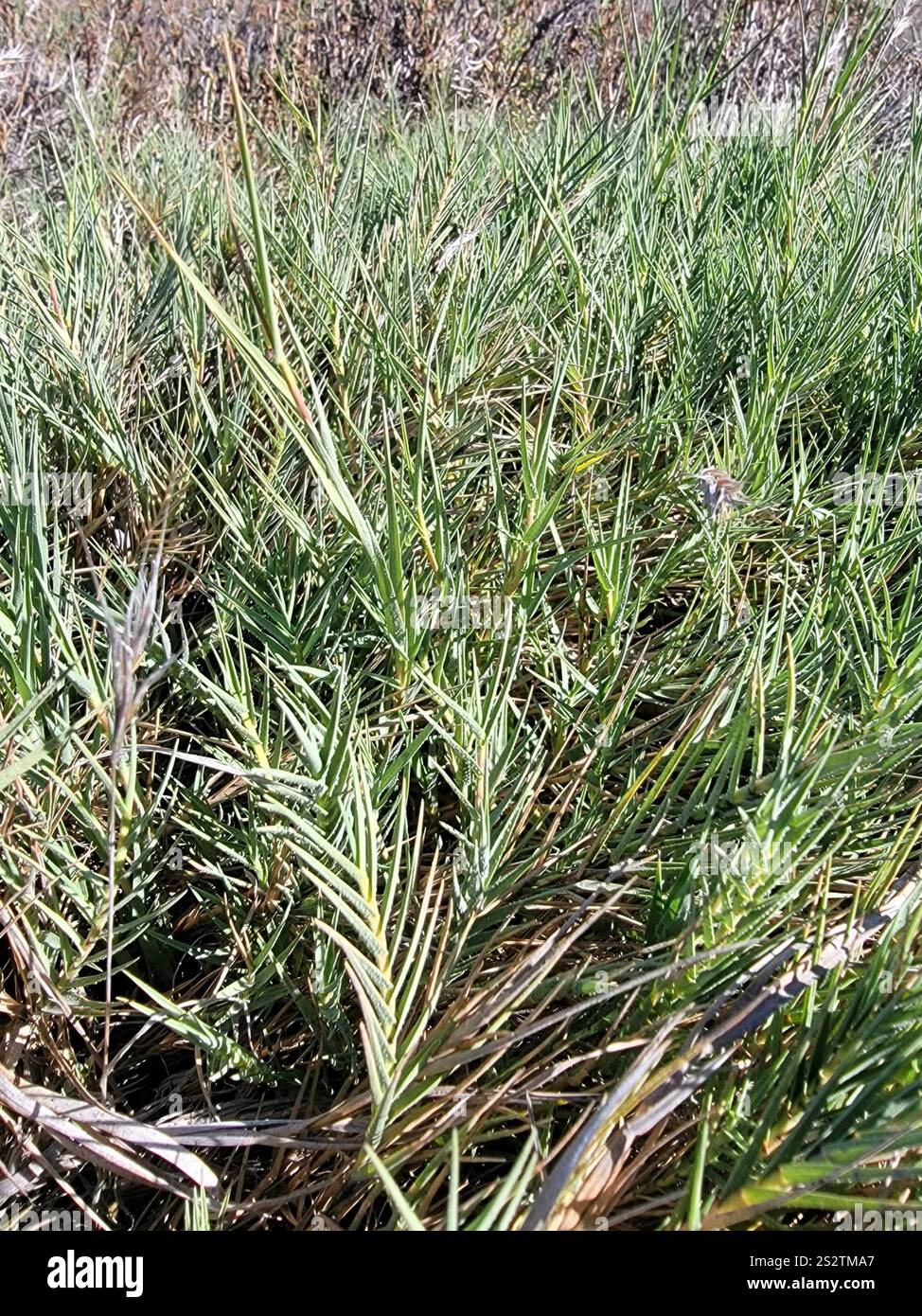 Saltgrass (Distichlis spicata Stock Photo - Alamy
