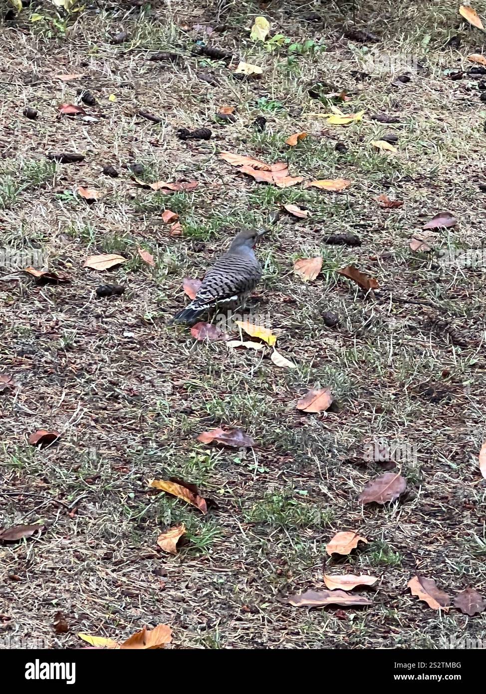 Northern Flicker (Colaptes auratus Stock Photo - Alamy