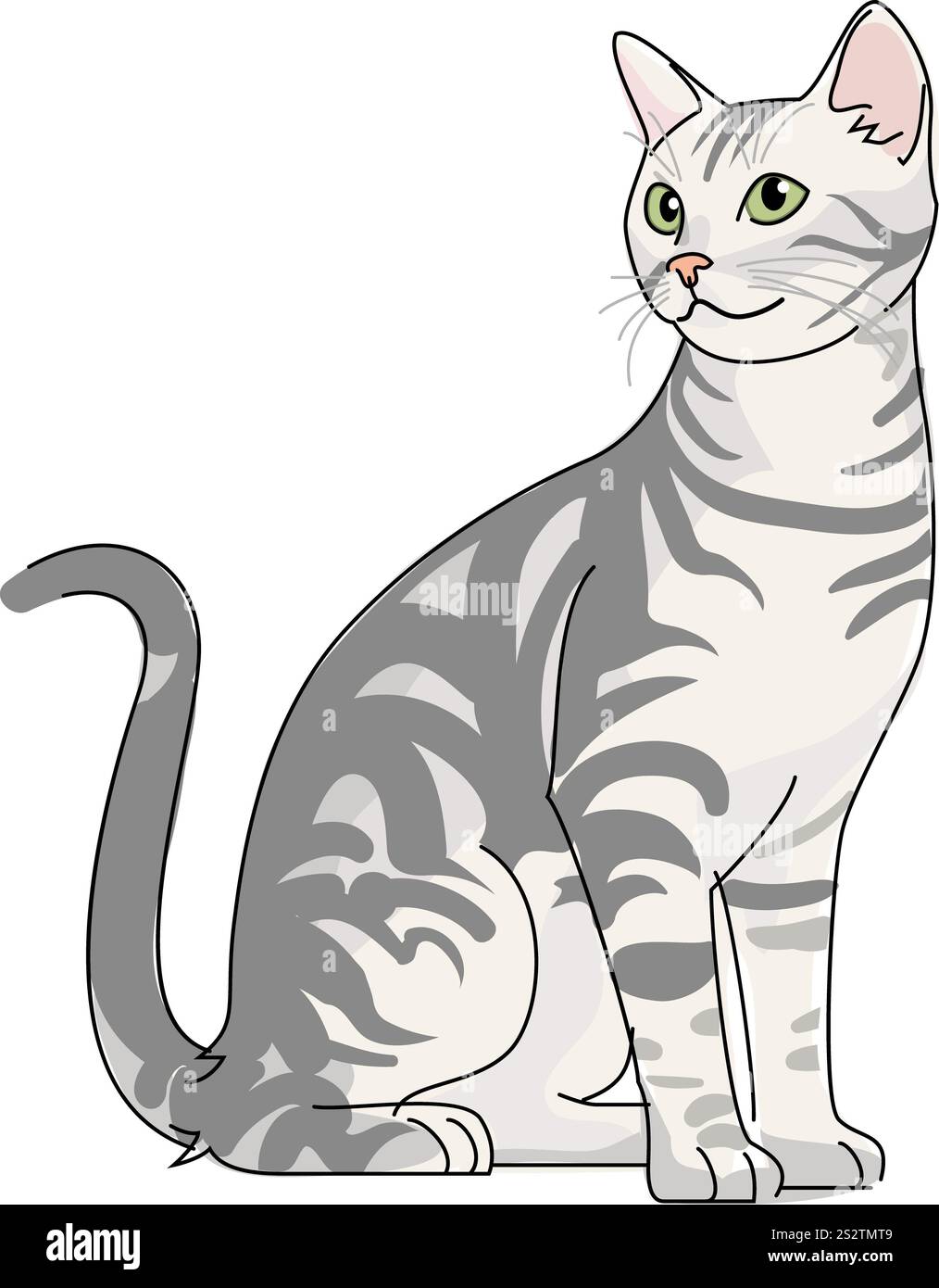 Cat American Shorthair Stock Photo - Alamy