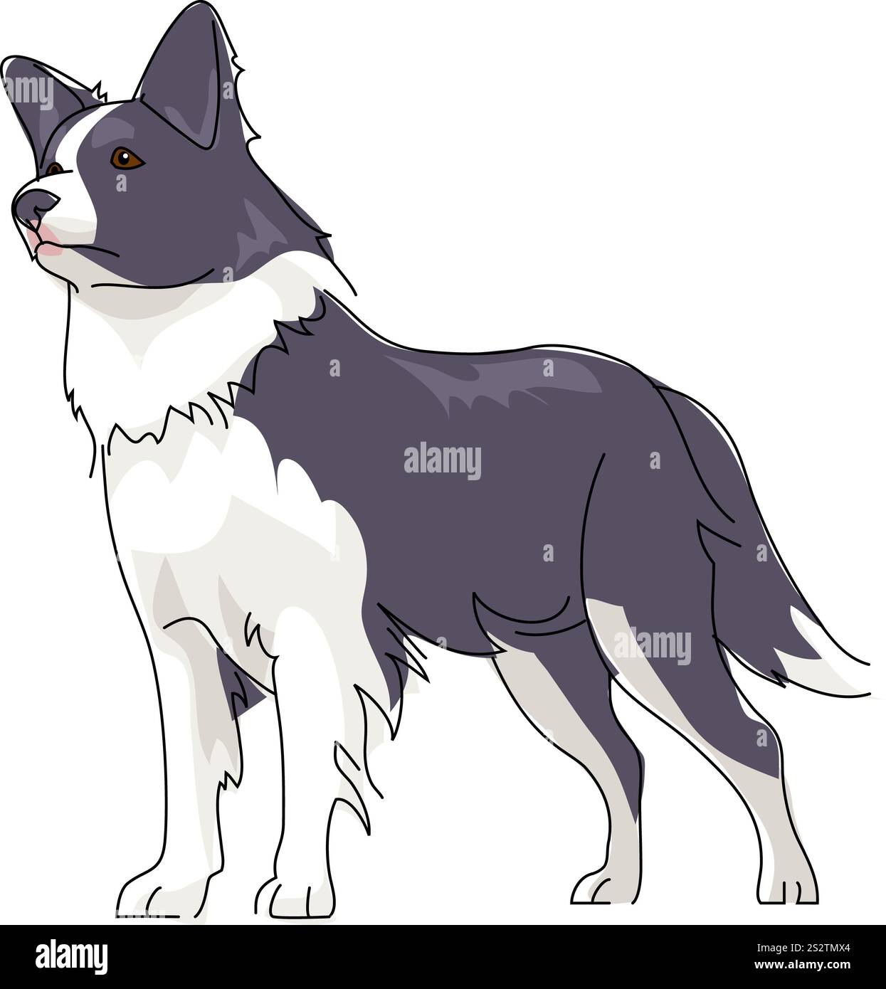 Dog Border Collie Stock Photo - Alamy