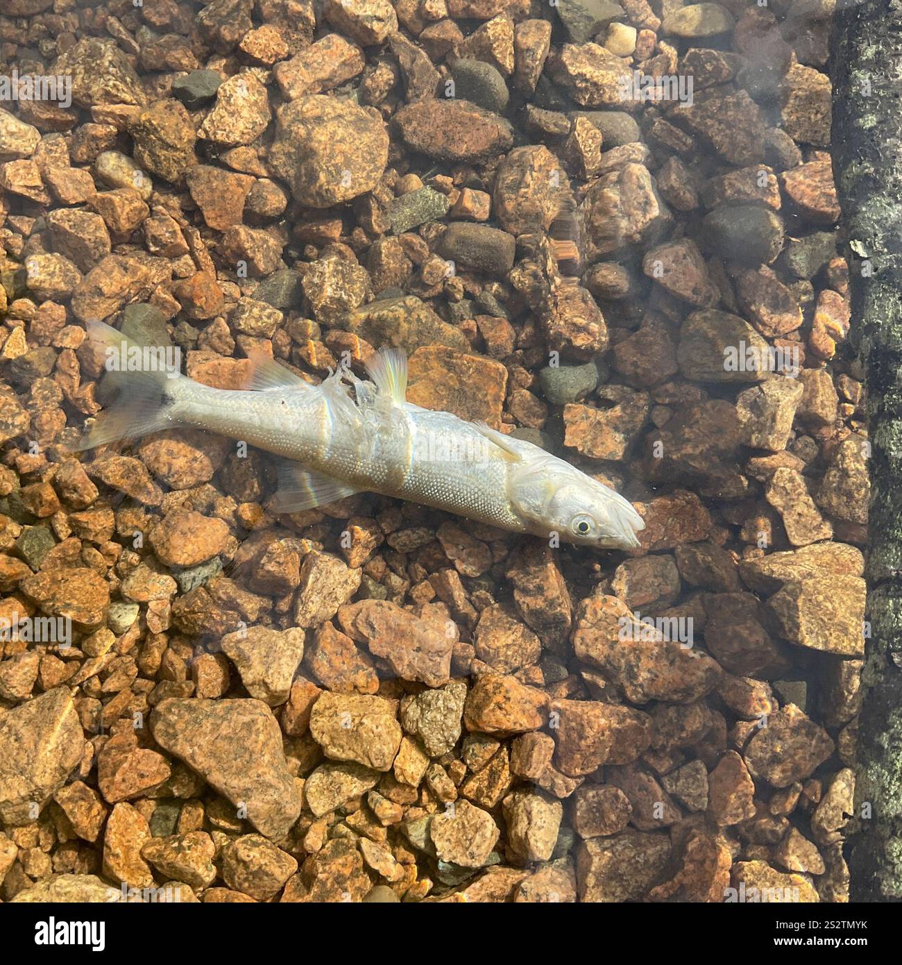 Northern Pikeminnow (Ptychocheilus oregonensis Stock Photo - Alamy