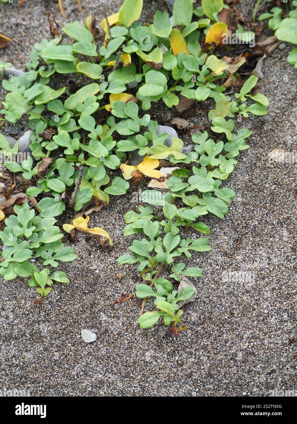 beach morning-glory (Ipomoea imperati Stock Photo - Alamy
