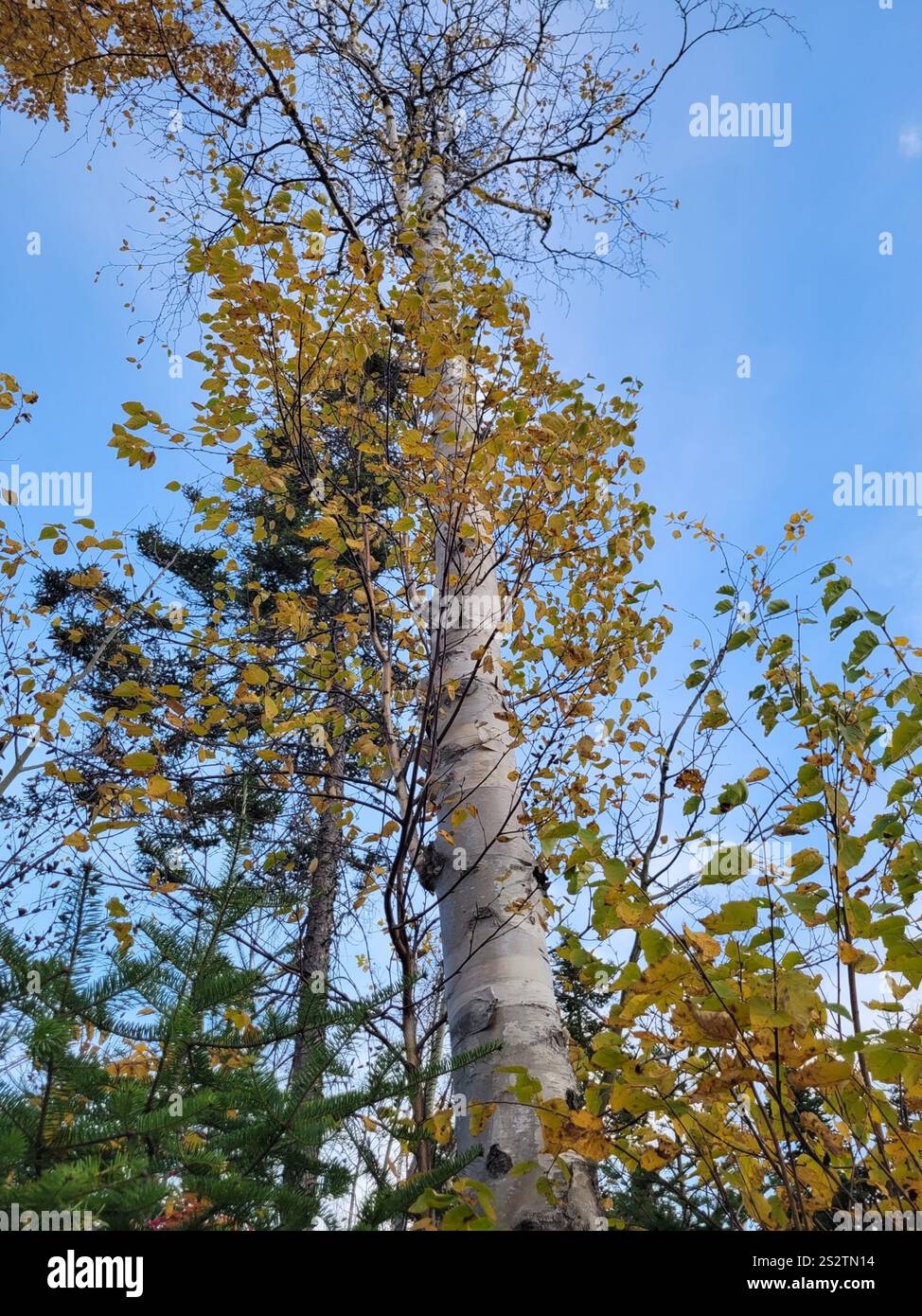 paper birch (Betula papyrifera Stock Photo - Alamy