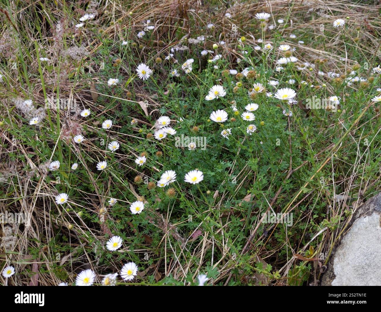Purple Burr-daisy (Calotis cuneifolia Stock Photo - Alamy