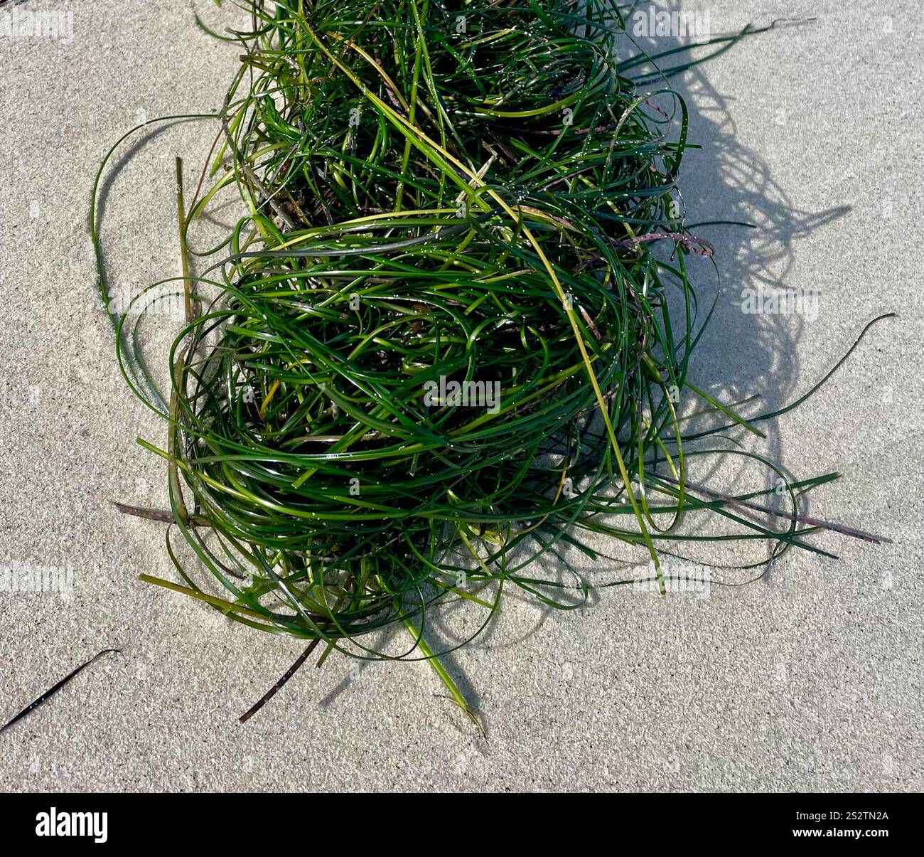 Torrey's Surfgrass (Phyllospadix torreyi Stock Photo - Alamy