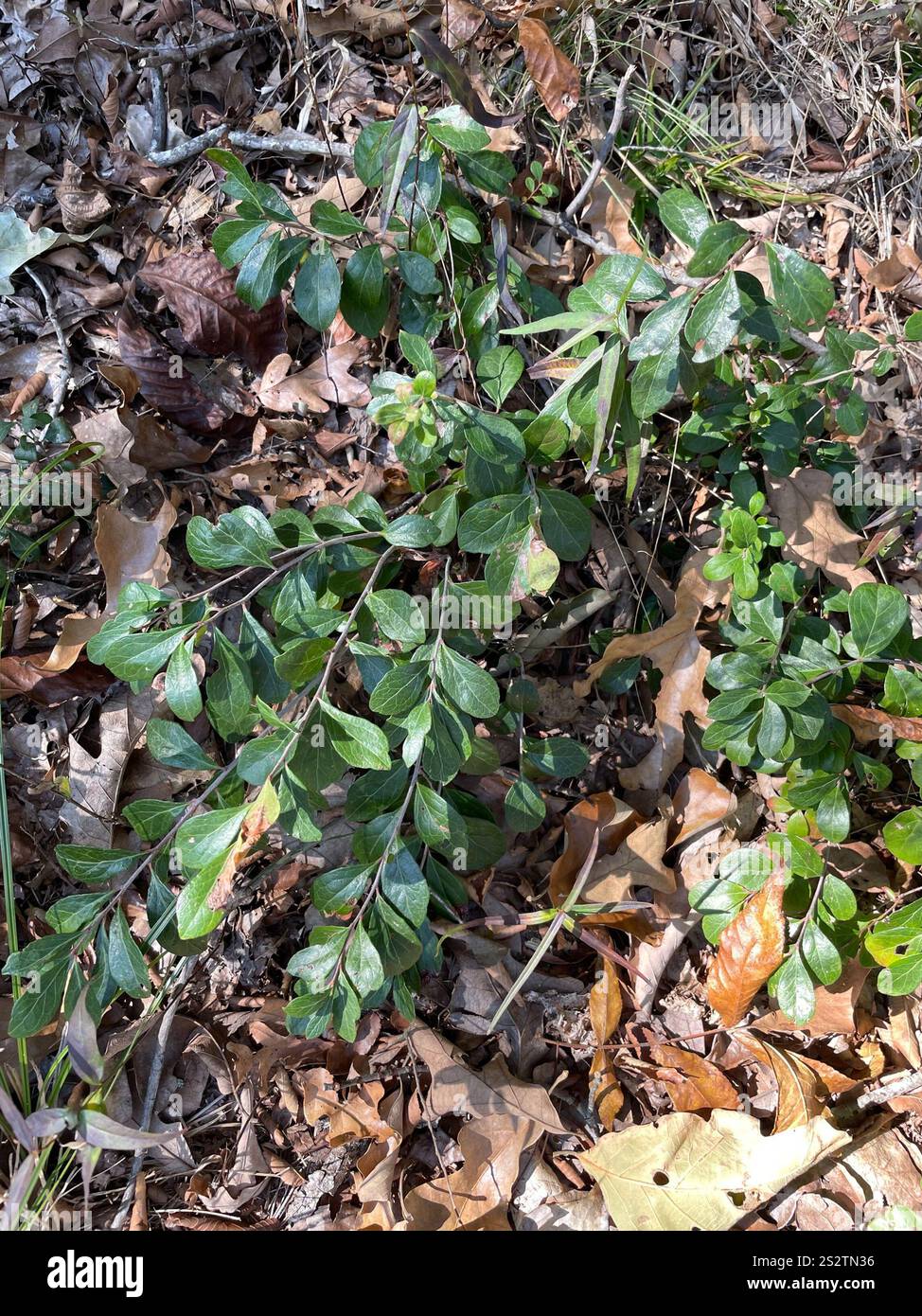 dwarf huckleberry (Gaylussacia dumosa Stock Photo - Alamy