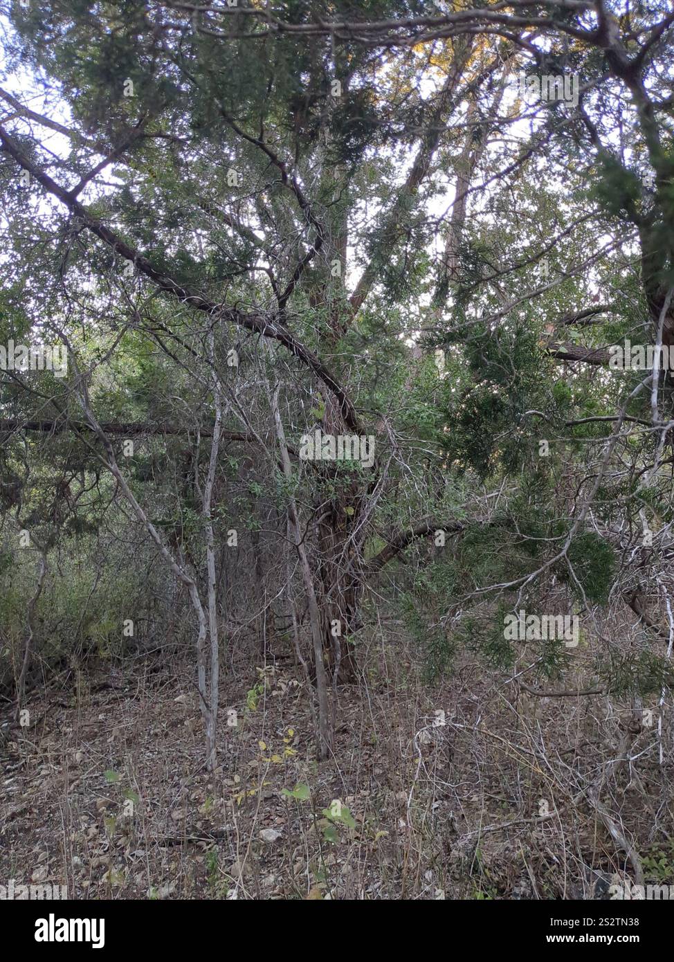 Ashe juniper (Juniperus ashei Stock Photo - Alamy