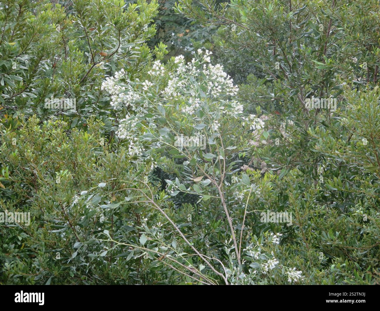 groundsel tree (Baccharis halimifolia Stock Photo - Alamy