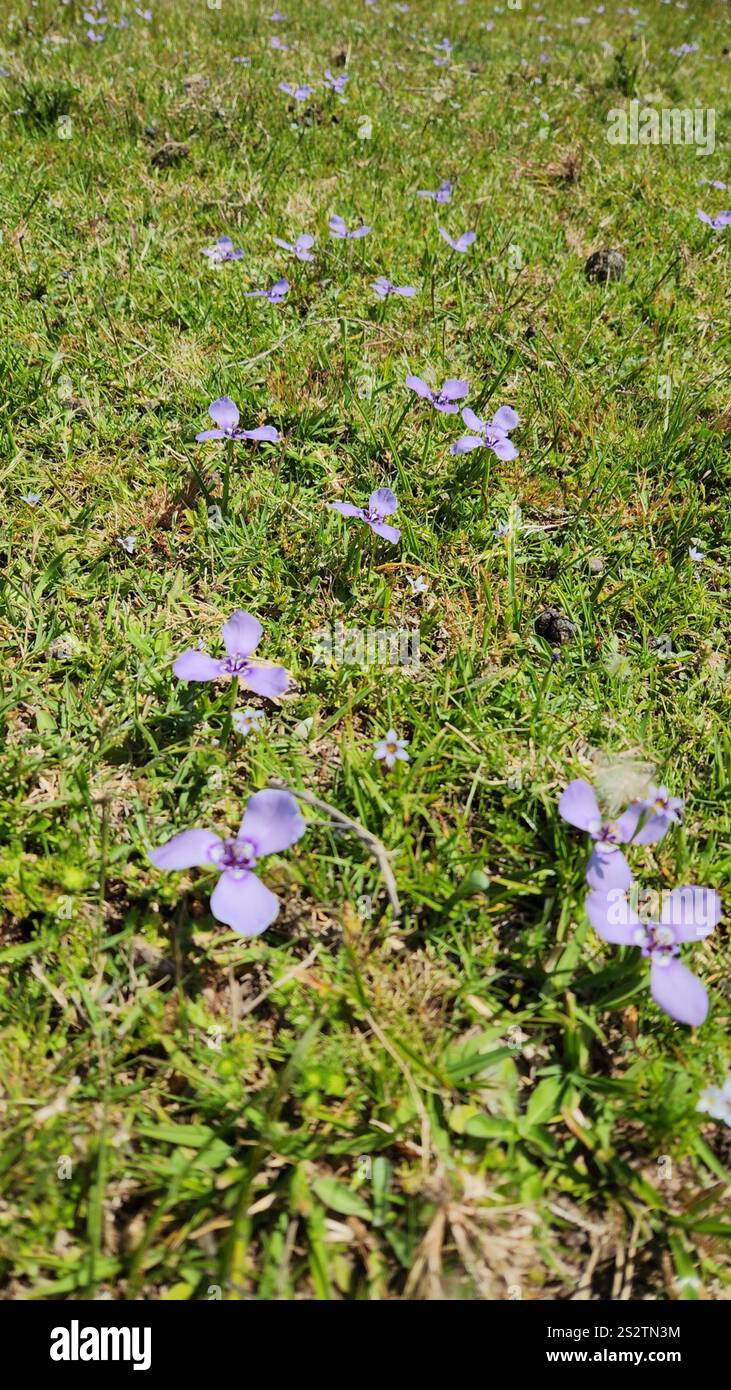 Prairie Nymph (Herbertia lahue Stock Photo - Alamy