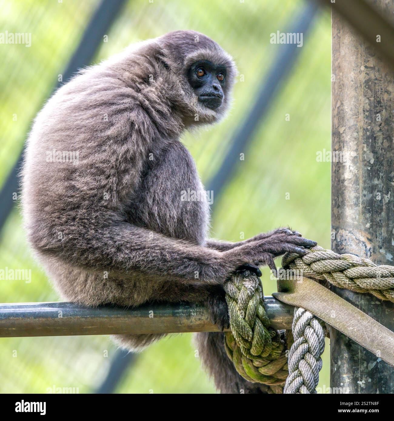 The Silvery Gibbons are on the endangered list and are only found in ...