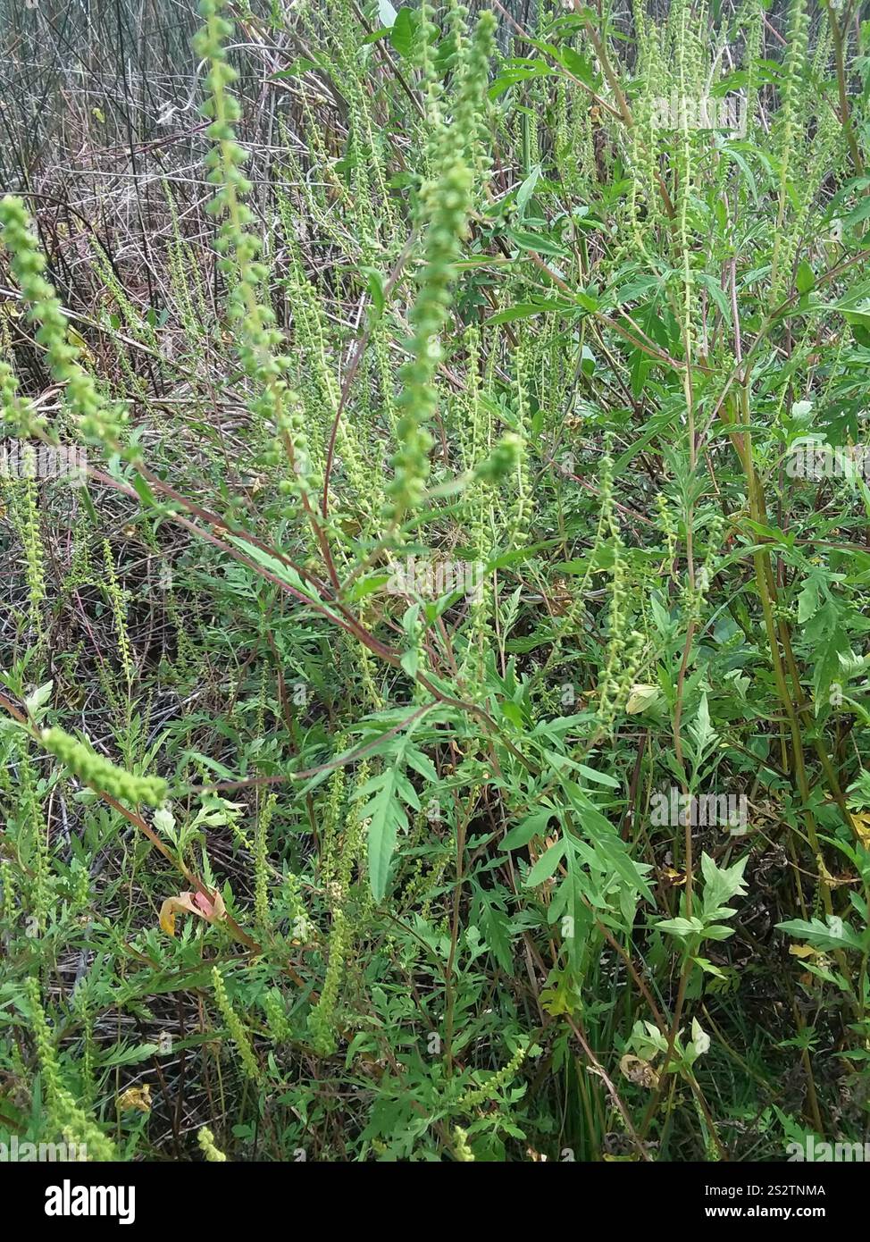 common ragweed (Ambrosia artemisiifolia Stock Photo - Alamy