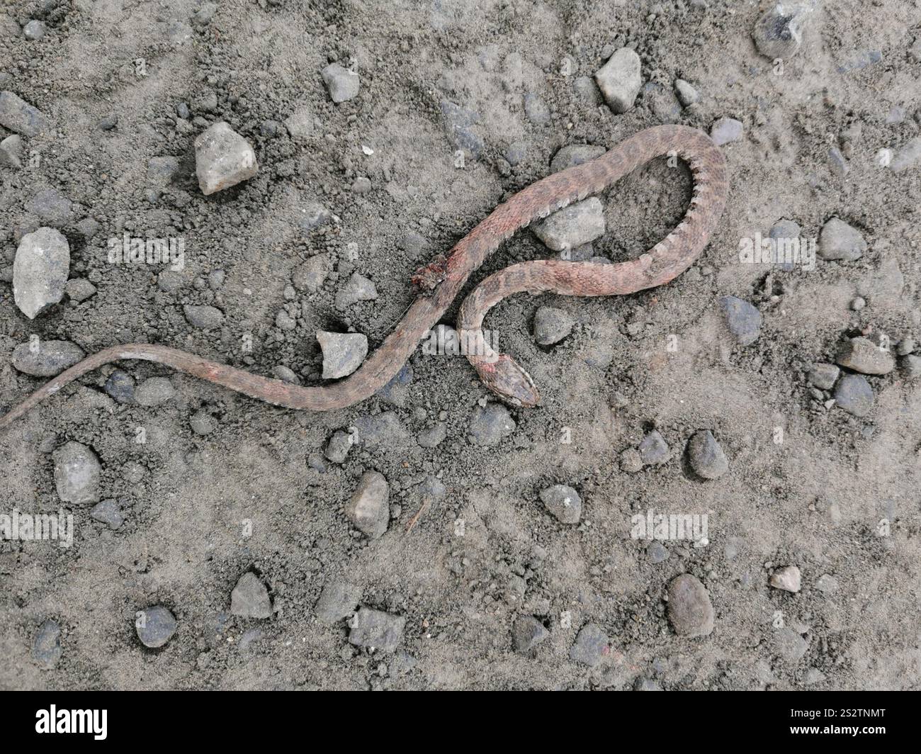 Northern Watersnake (Nerodia sipedon sipedon Stock Photo - Alamy