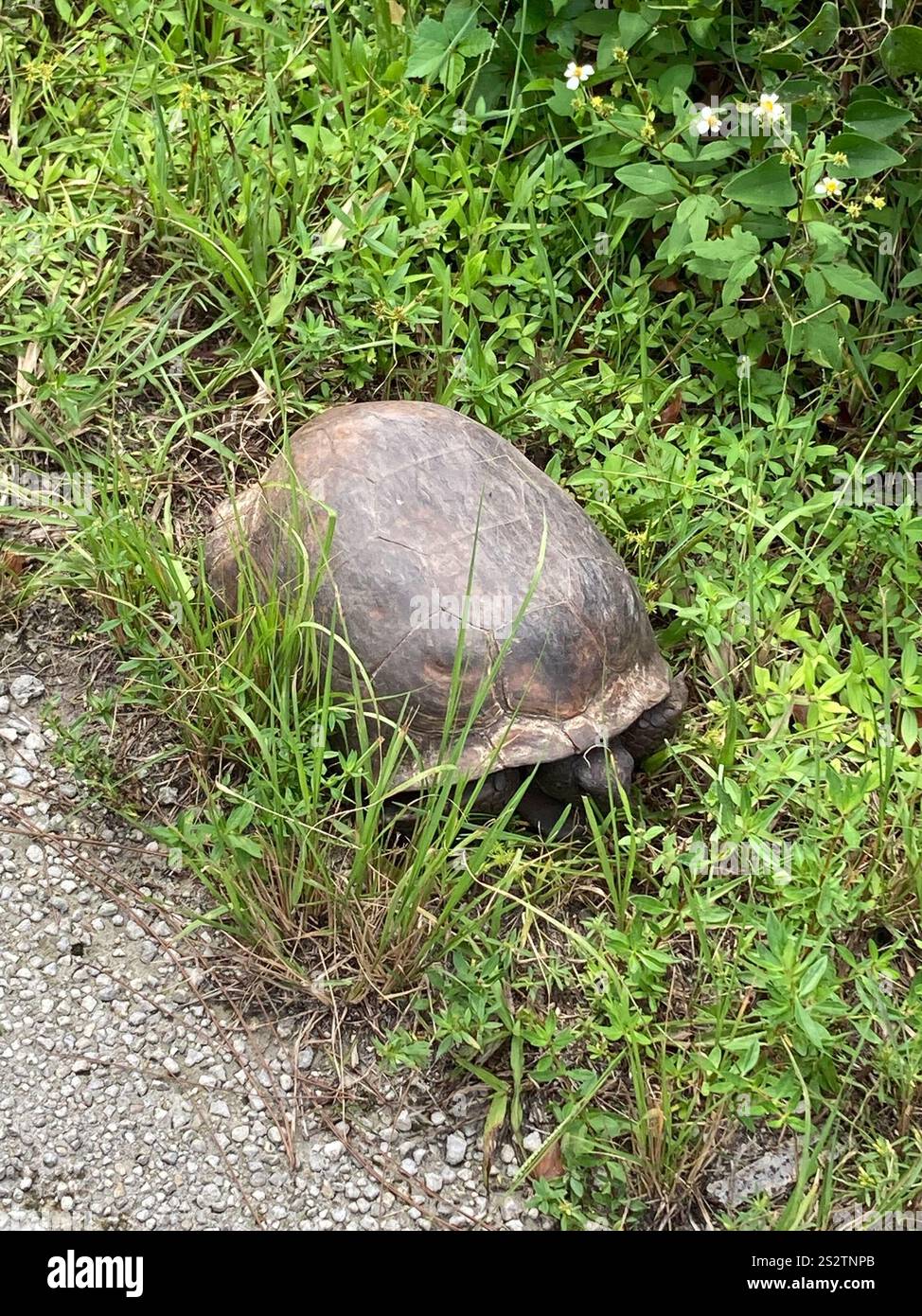 Gopher Tortoise (Gopherus polyphemus Stock Photo - Alamy