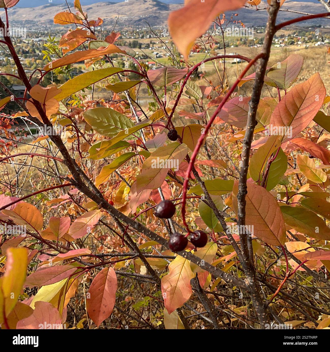 chokecherry (Prunus virginiana Stock Photo - Alamy