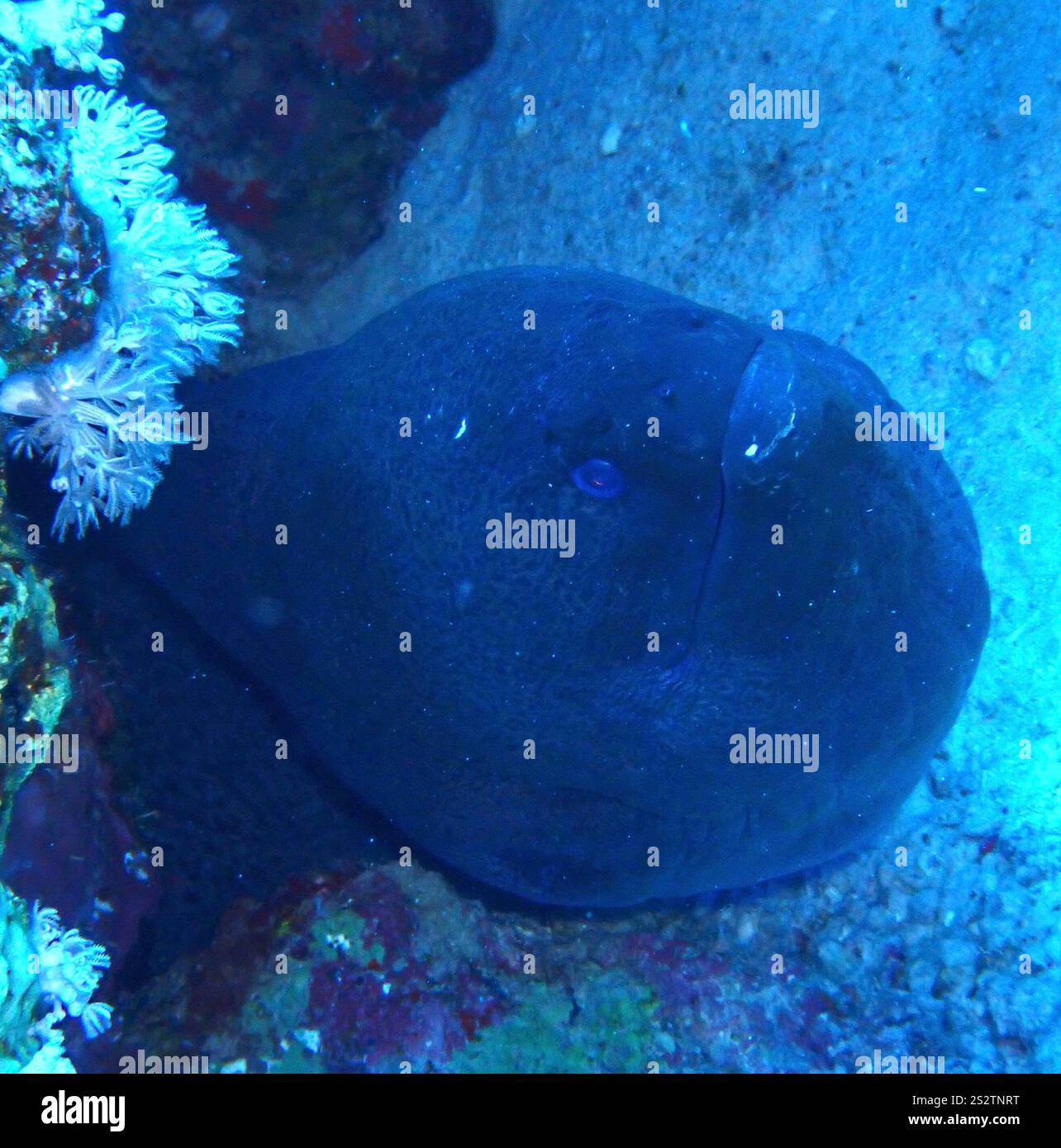 Giant Moray (Gymnothorax javanicus Stock Photo - Alamy