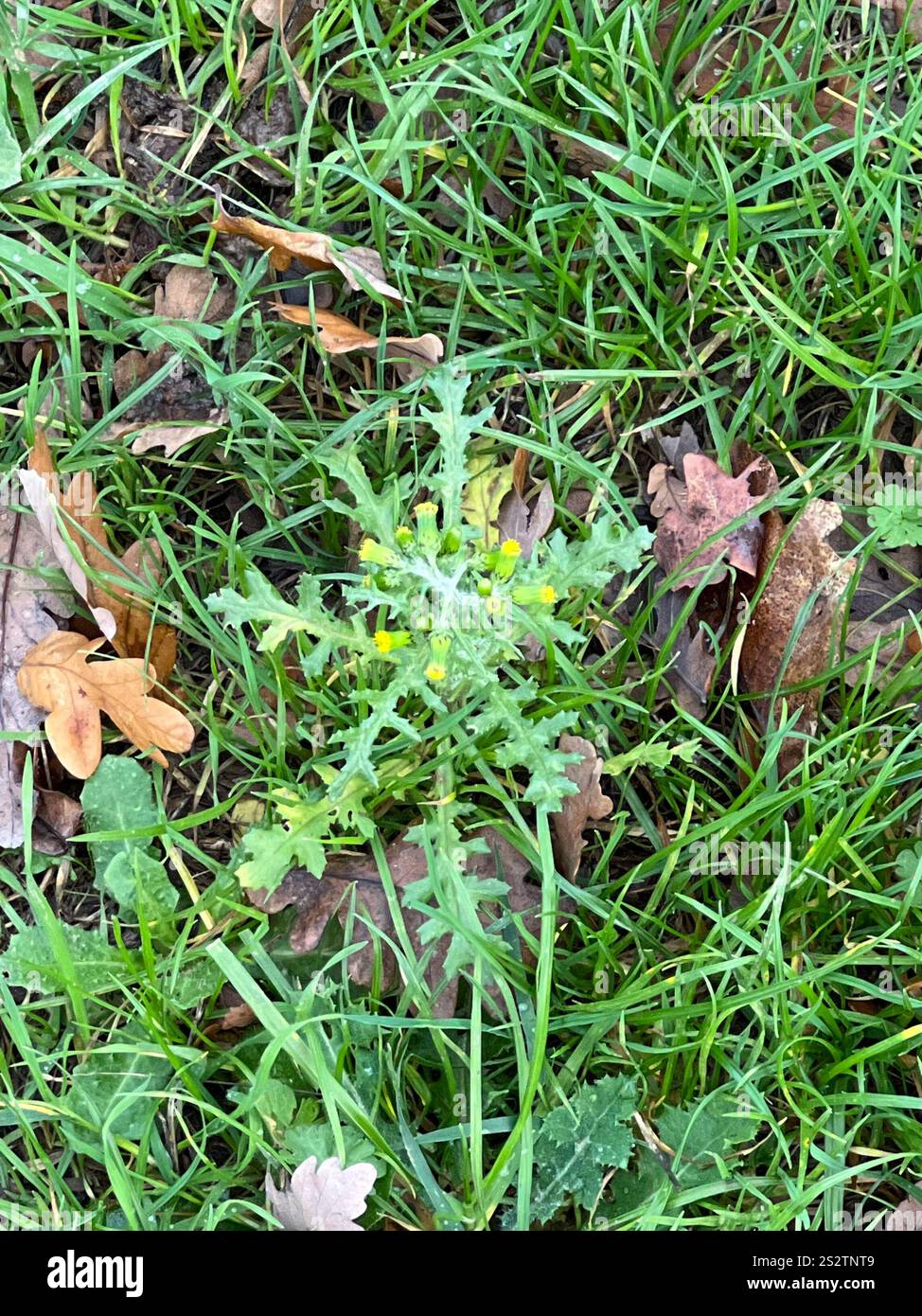 common groundsel (Senecio vulgaris Stock Photo - Alamy