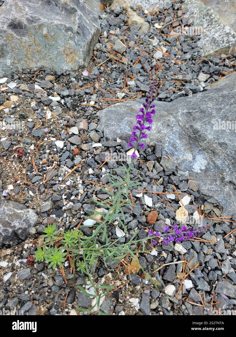 Purple Toadflax (Linaria purpurea Stock Photo - Alamy