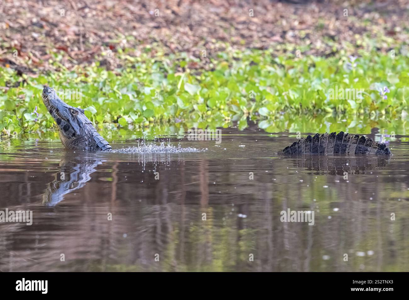 Spectacled caiman (Caiman crocodilus yacara), Crocodile (Alligatoridae ...