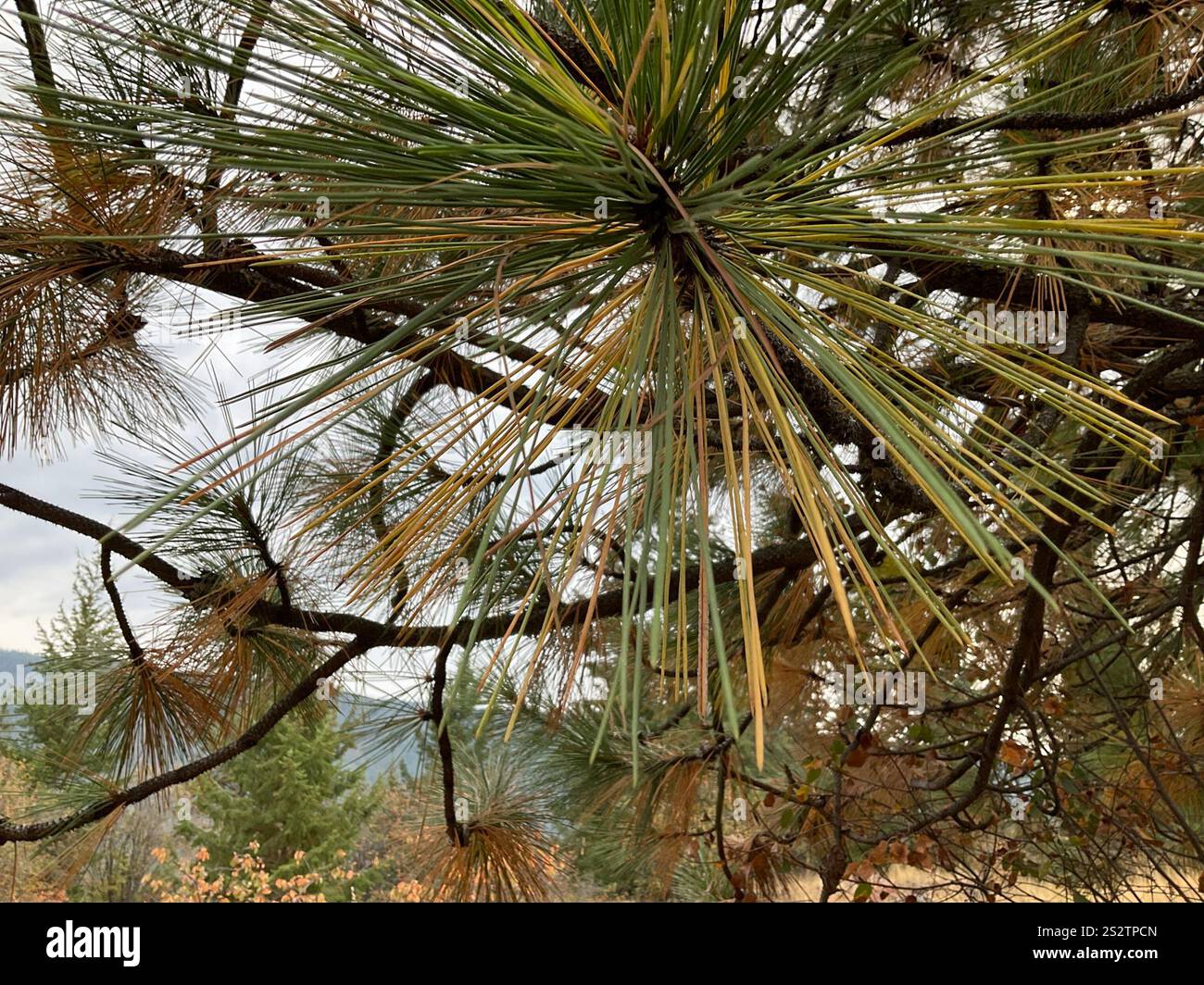 Ponderosa Pine (Pinus ponderosa Stock Photo - Alamy