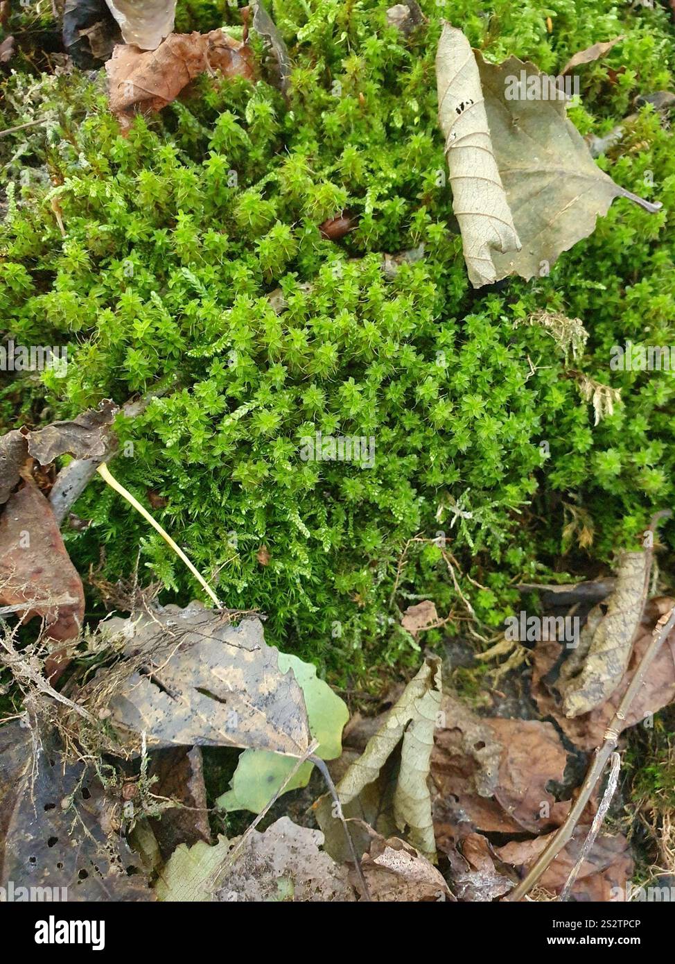 Star Moss (Syntrichia ruralis Stock Photo - Alamy