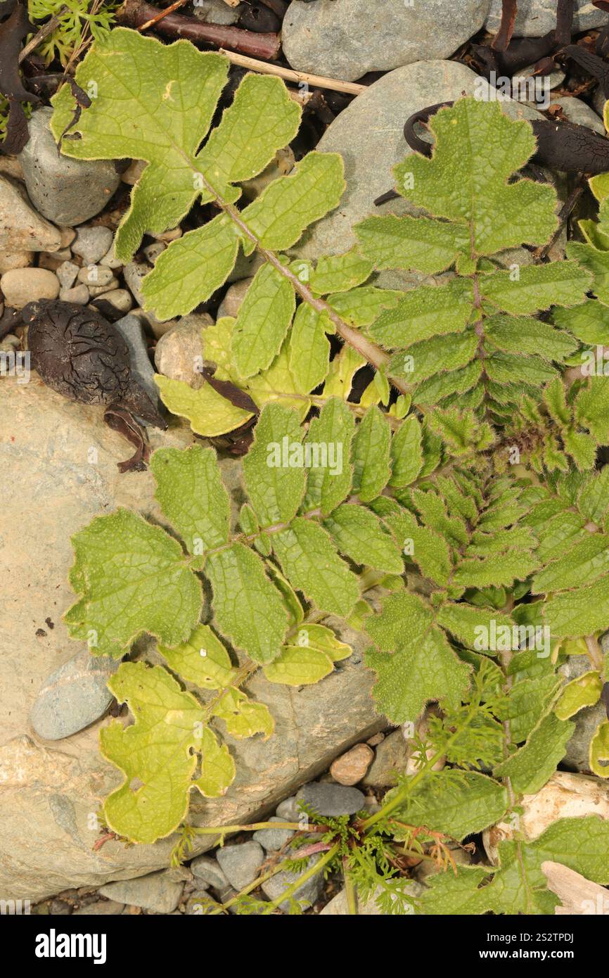 Mediterranean Radish (Raphanus raphanistrum landra Stock Photo - Alamy