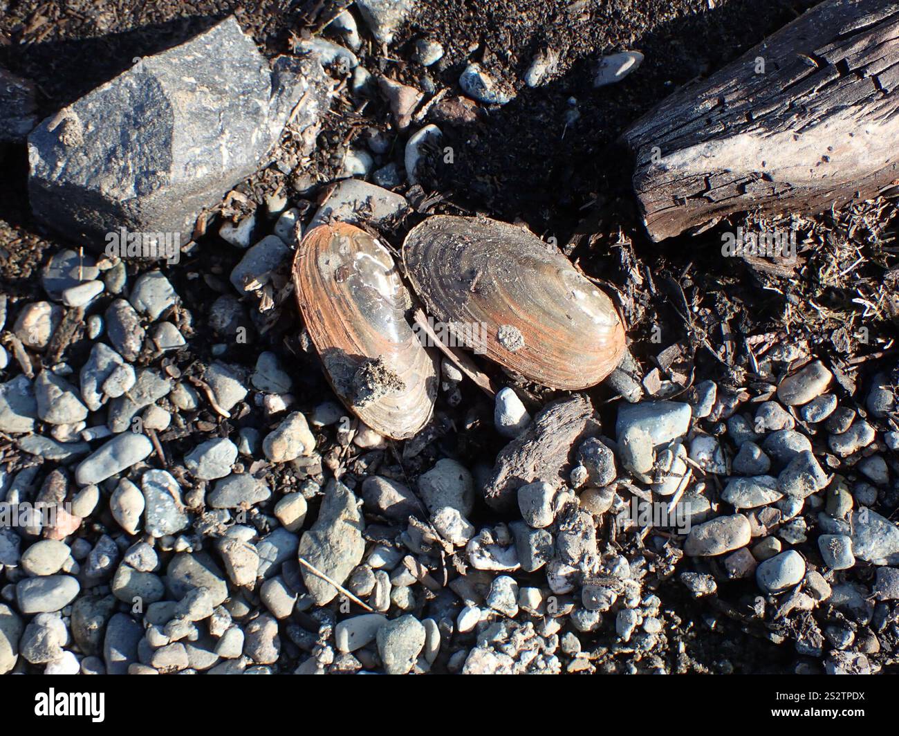 Western Floater (Anodonta kennerlyi Stock Photo - Alamy