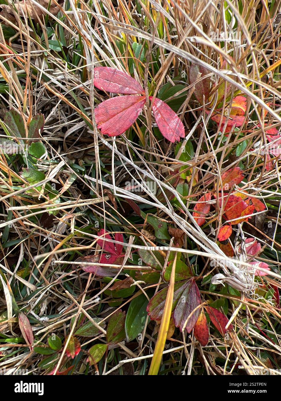 three-toothed cinquefoil (Sibbaldiopsis tridentata Stock Photo - Alamy