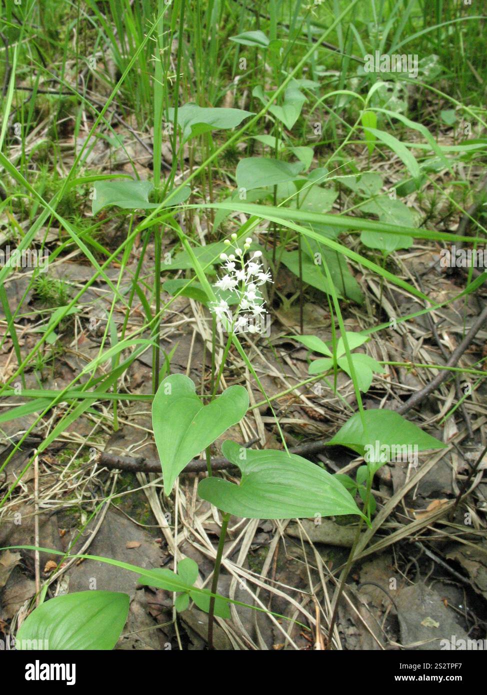 May Lily (Maianthemum bifolium Stock Photo - Alamy