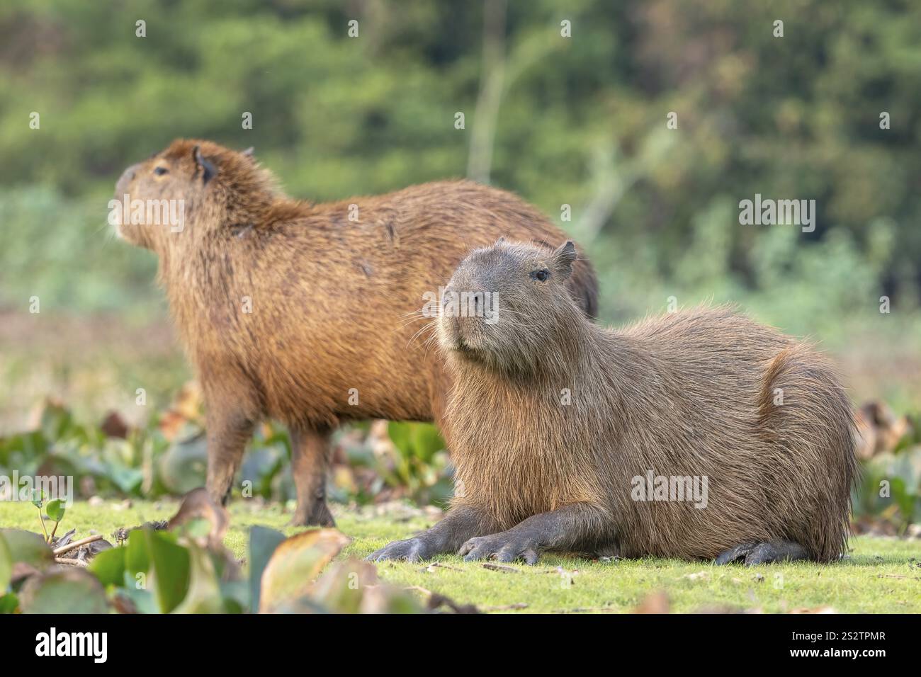 Capybara or capybara (Hydrochoerus hydrochaeris), 2 animals, Pantanal ...